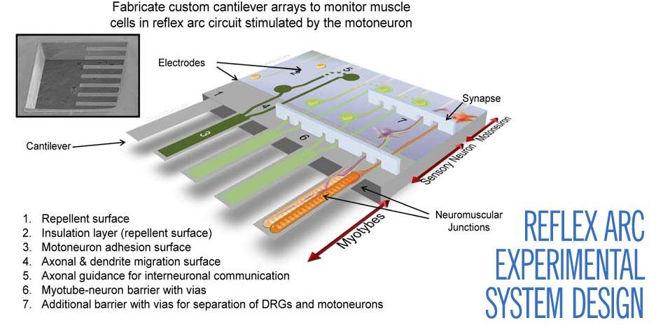Reflex Arc - Hickman Hybrid Systems Lab