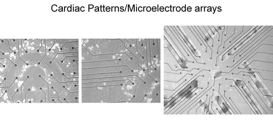 Cardiac Chip - Hickman Hybrid Systems Lab