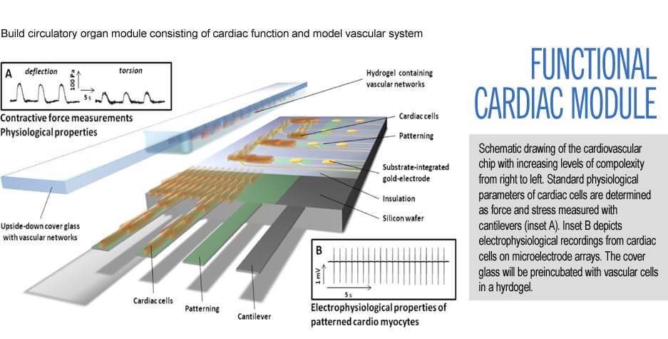 Cardiac Chip - Hickman Hybrid Systems Lab