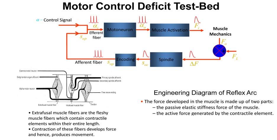 Reflex Arc - Hickman Hybrid Systems Lab