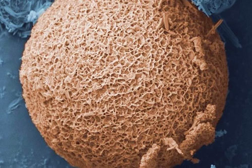 Seal's Research Featured by NSF and LiveScience - NanoScience ...