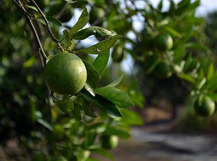 UCF Awarded $1.2 Million for Citrus Research - NanoScience Technology ...